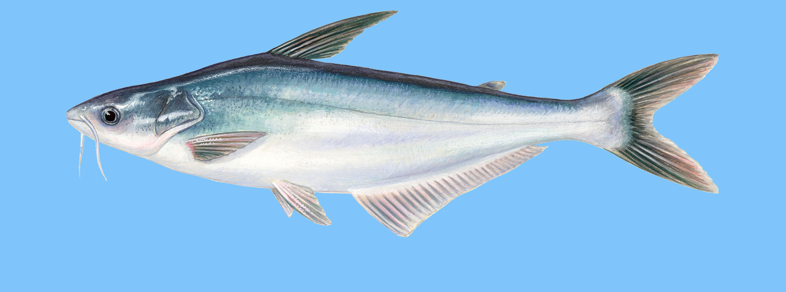 Panga Poradnik Rybny WWF Panga Poradnik Rybny WWF