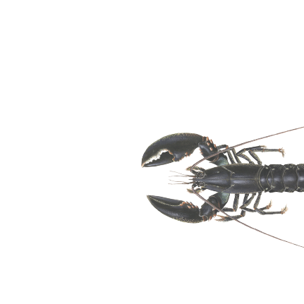 Homar amerykański, Homar europejski - Poradnik Rybny WWF